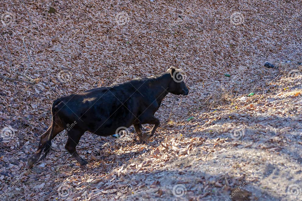 Lost cow looking for a way stock image. Image of grass - 174220213