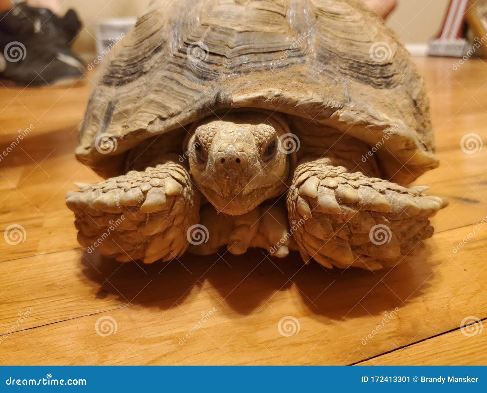 Lost desert tortus stock image. Image of clouds, desert - 172413301