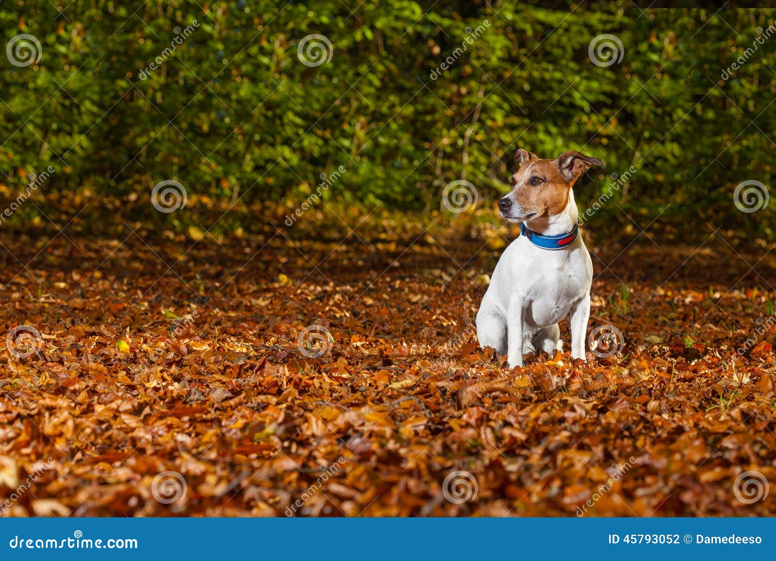 654 Dog Run Away Stock Photos - Free & Royalty-Free Stock Photos from ...
