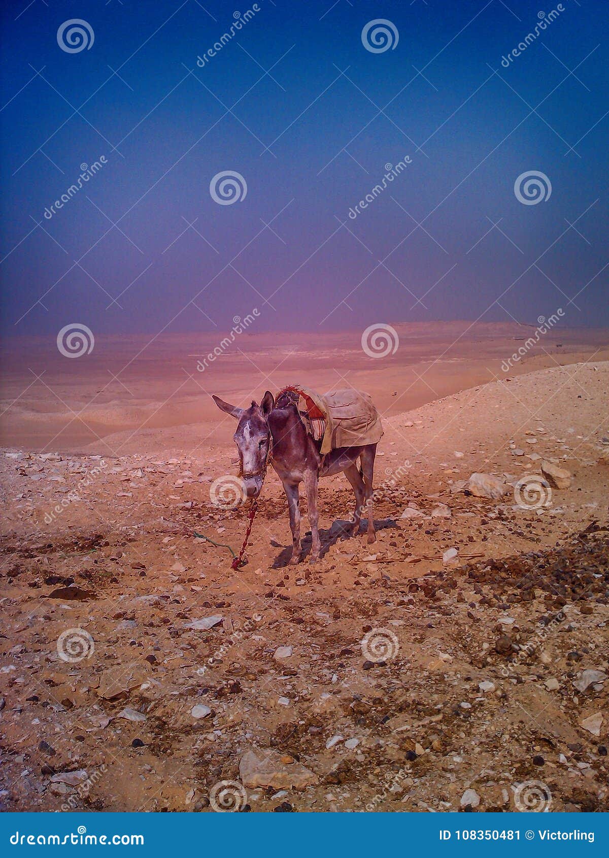 Lost Donkey in Egypt stock image. Image of landscape - 108350481
