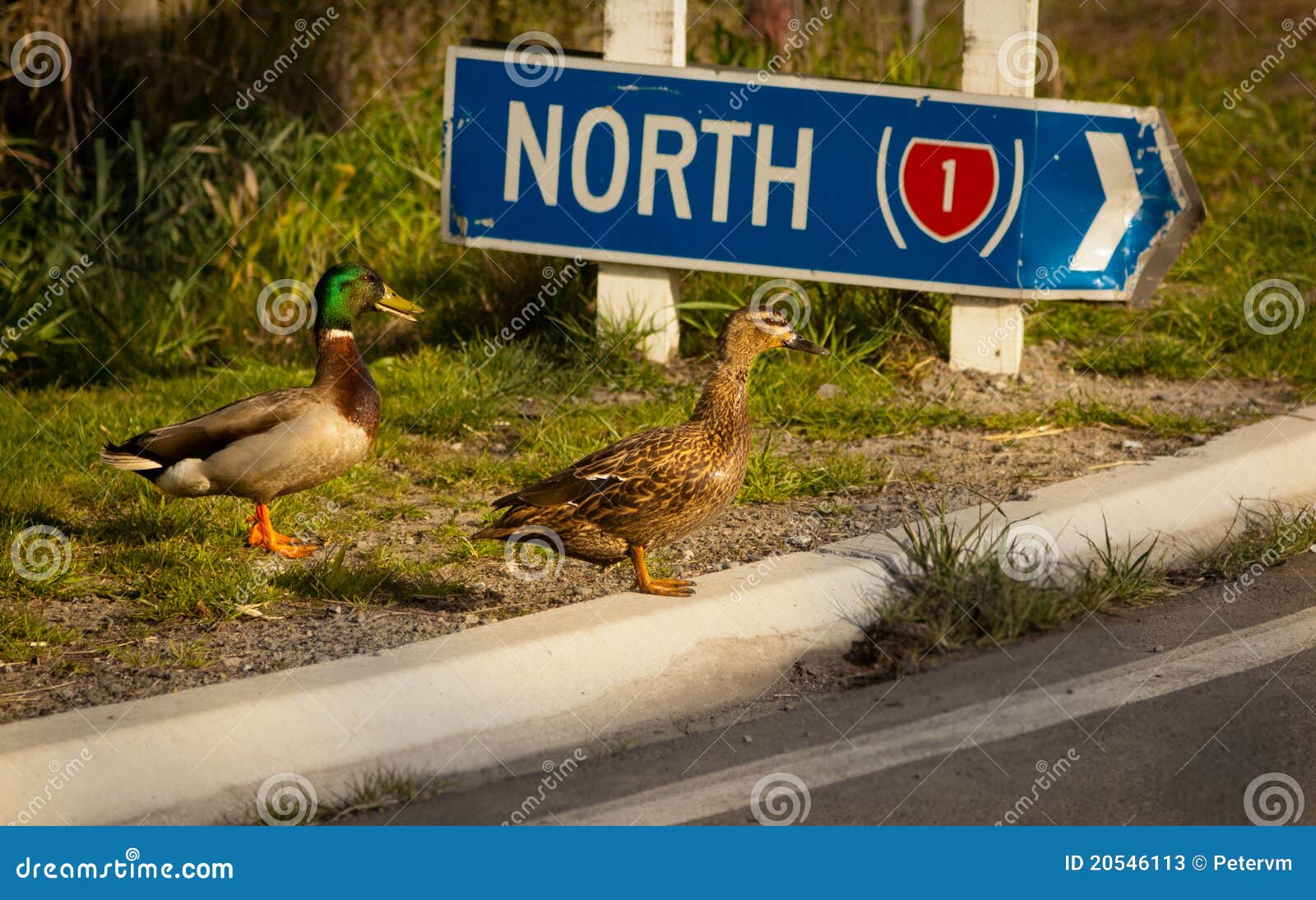 Lost Ducks stock image. Image of lost, pair, directions - 20546113
