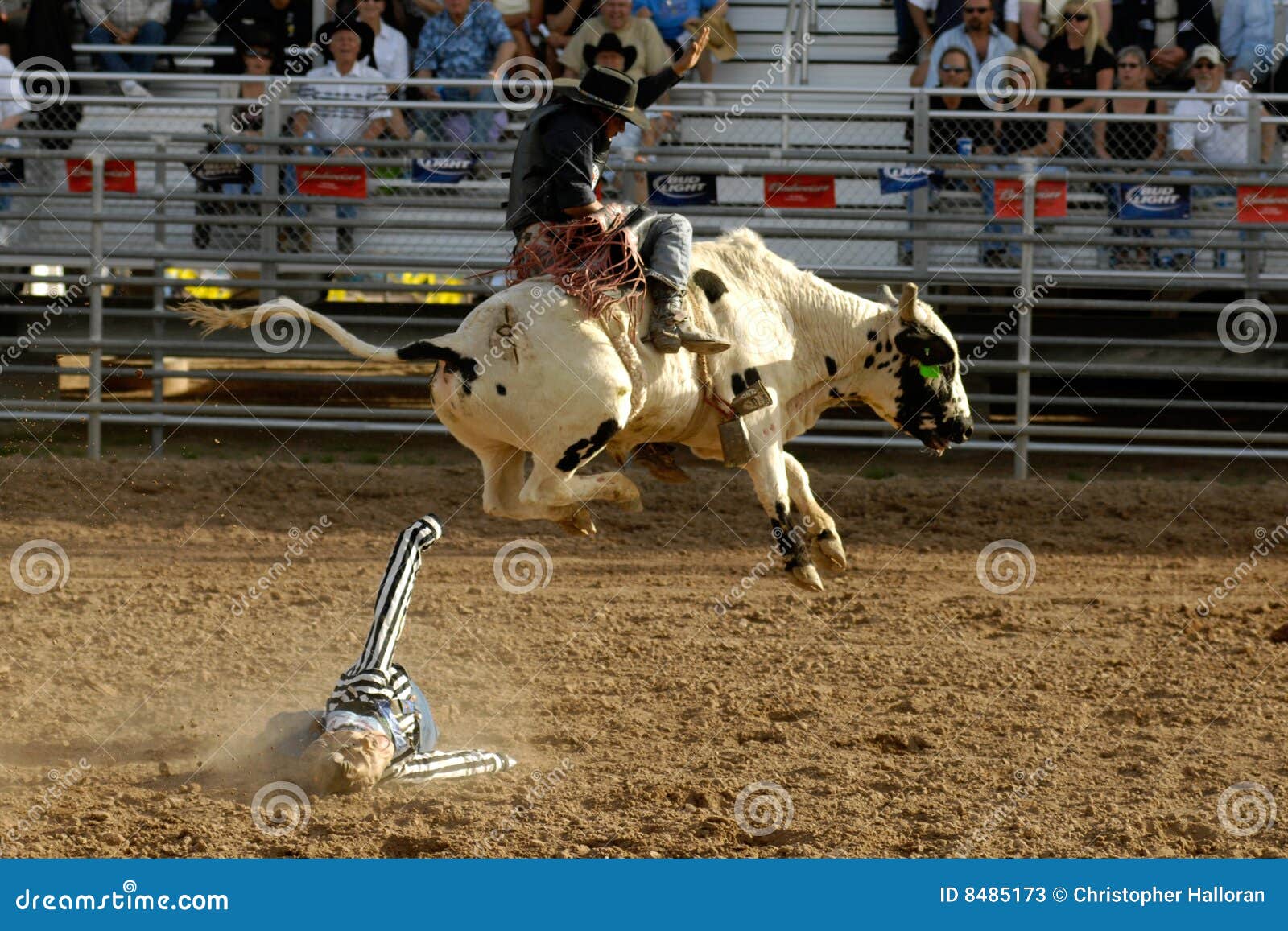 Lost Dutchman Days Rodeo editorial stock photo. Image of bull - 8485173