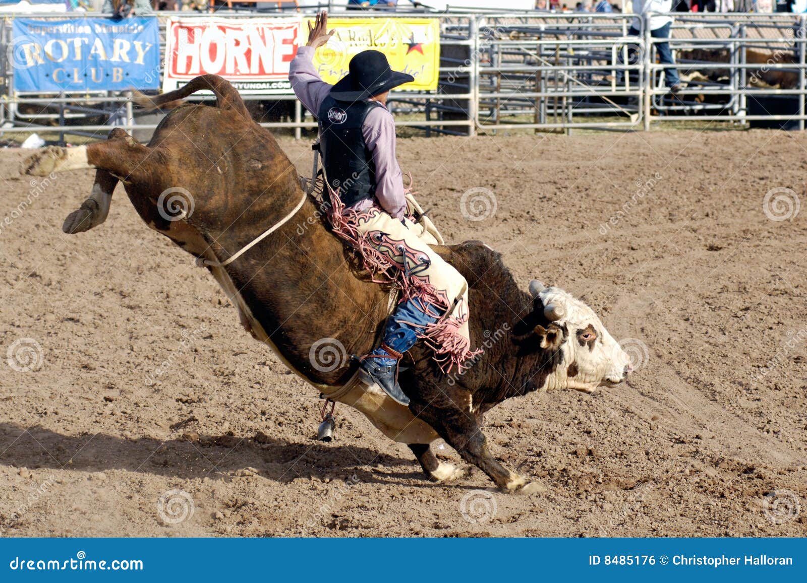 Bull Riding, Earl Warren Fairgrounds, Fiesta Rodeo, Stock Horse Show ...