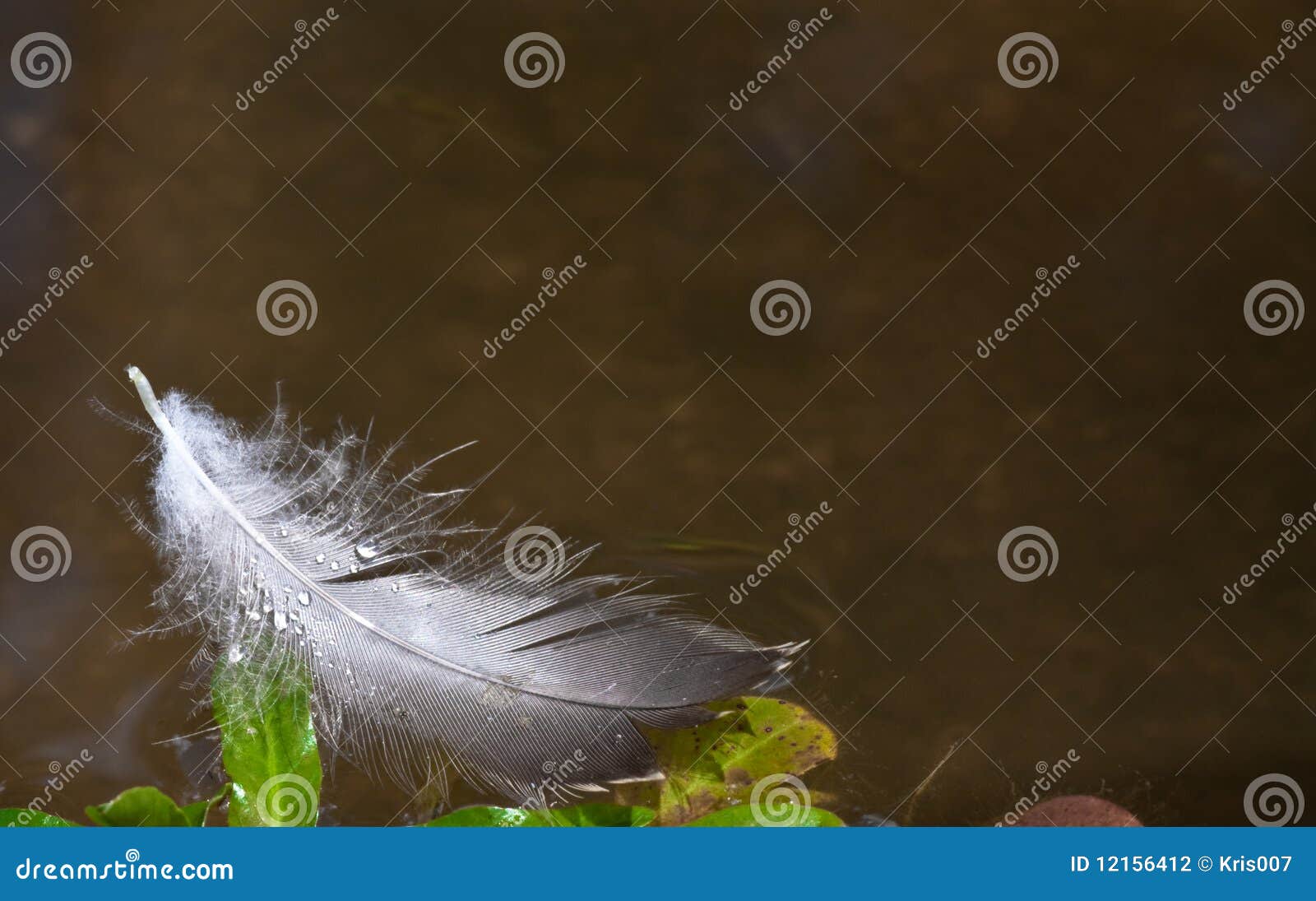 Lost feather 2 stock photo. Image of fresh, green, pond - 12156412