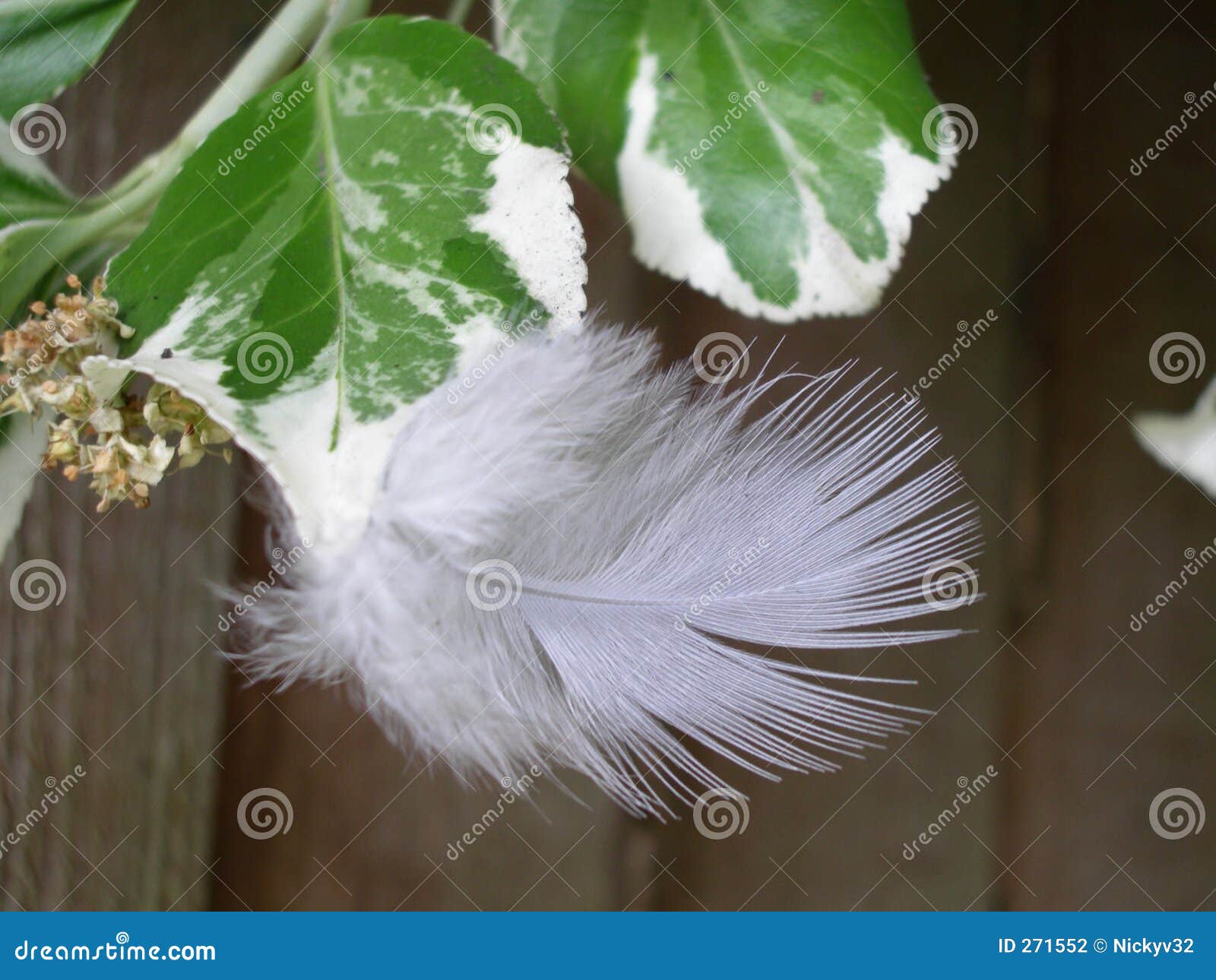 Lost feather stock photo. Image of lost, green, white, blue - 271552