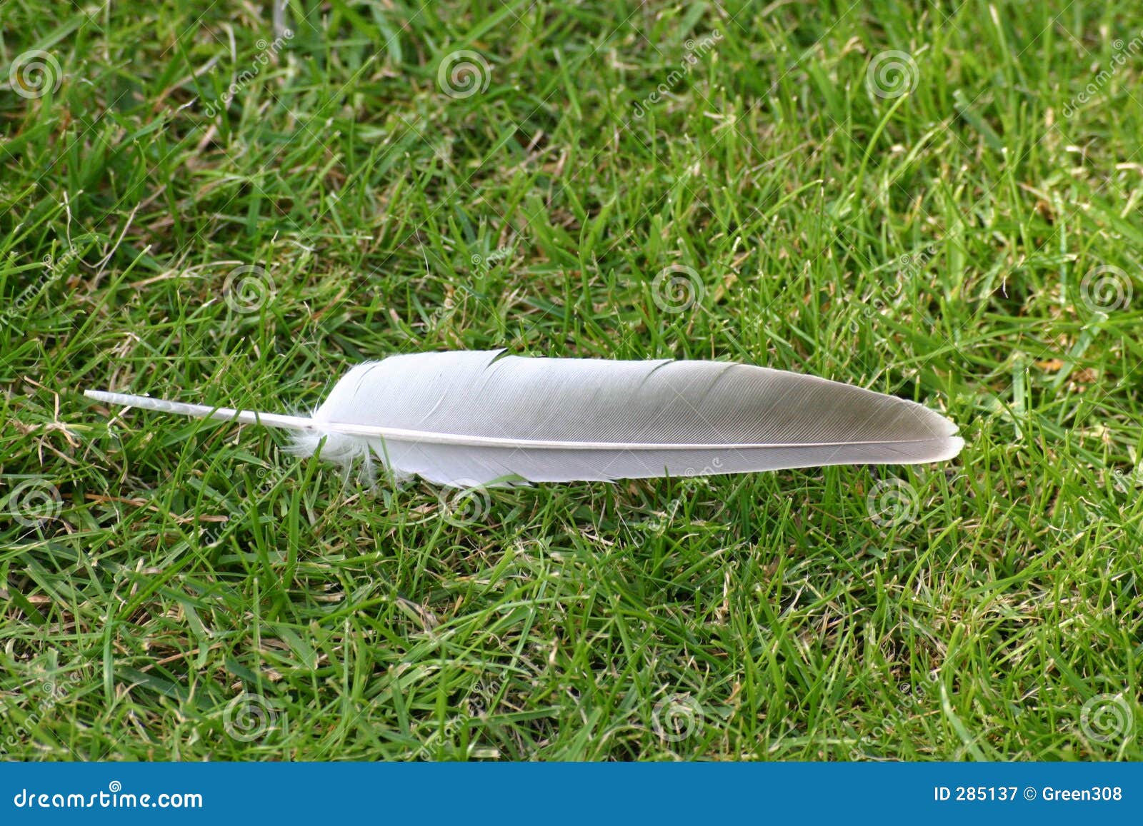 Lost Feather stock image. Image of birds, lost, feathers - 285137