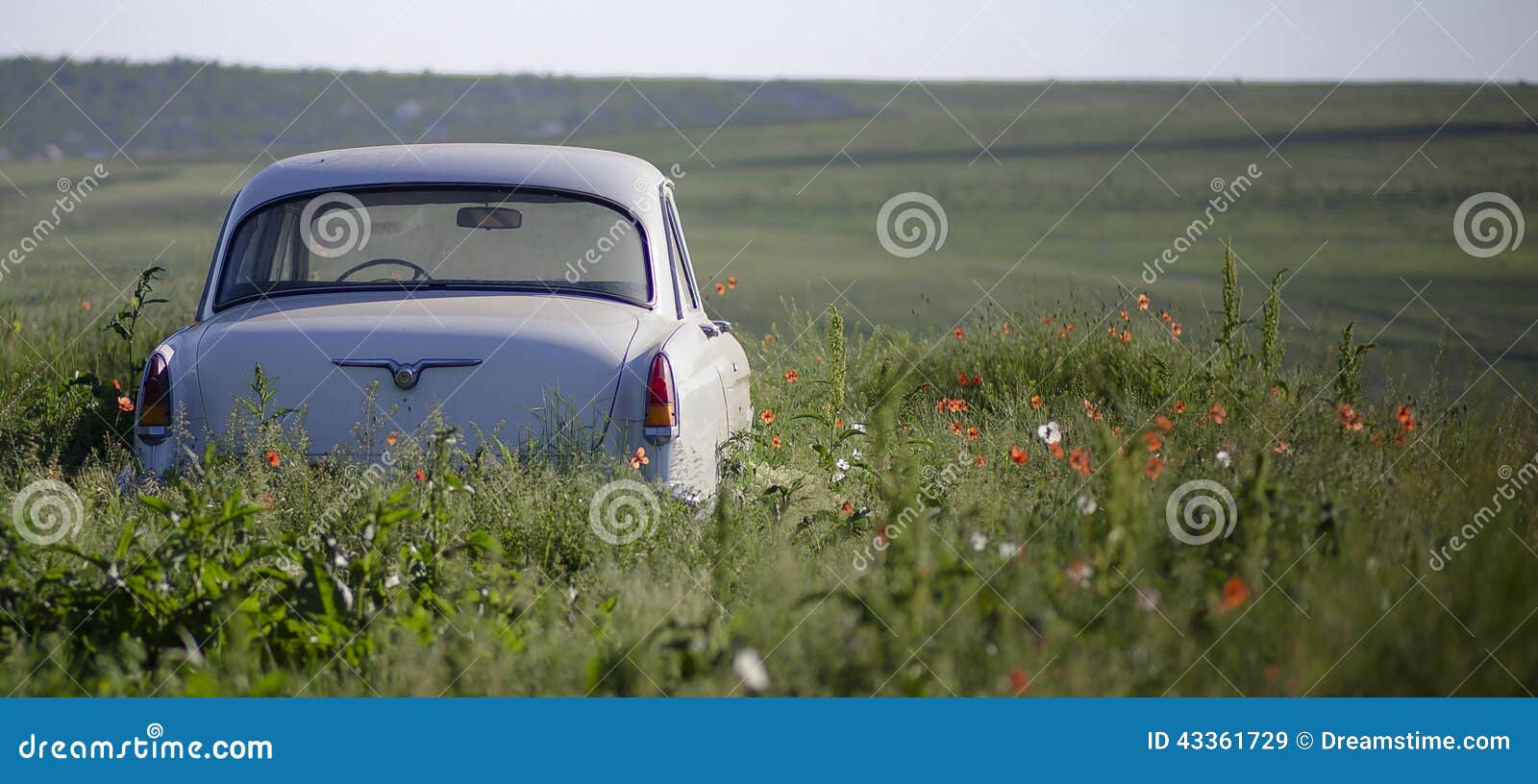 Lost in the field stock image. Image of lost, flowers - 43361729
