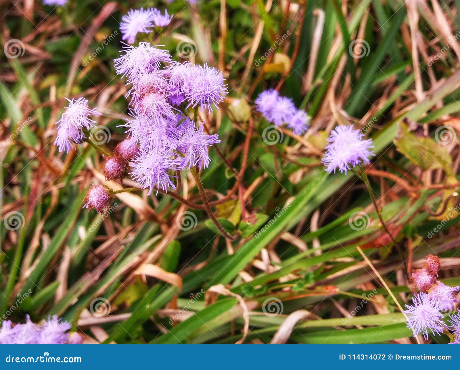 A lost flower in the grass stock photo. Image of camera - 114314072