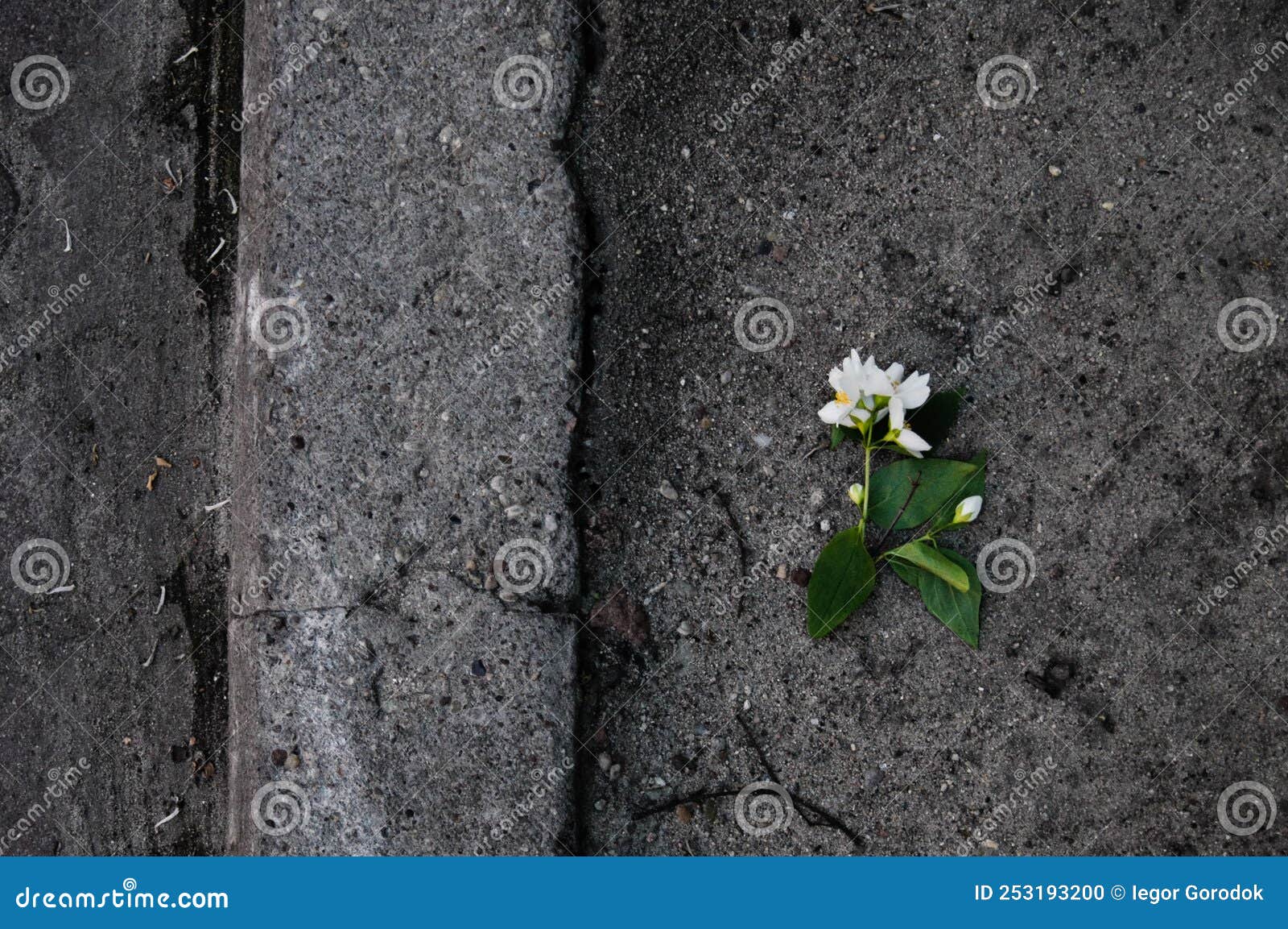 Lost flower stock photo. Image of ground, destroyed - 253193200