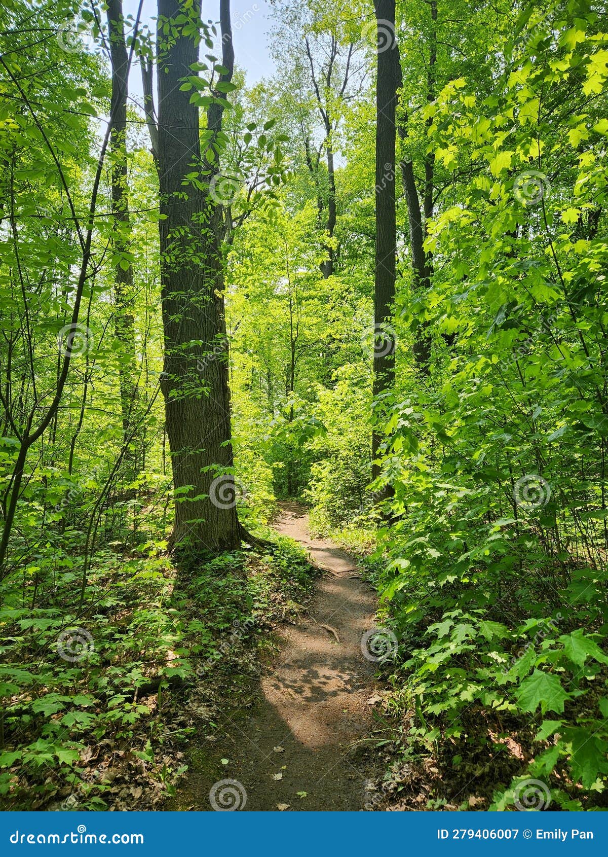 Lost in the Forest stock image. Image of woodland, tree - 279406007