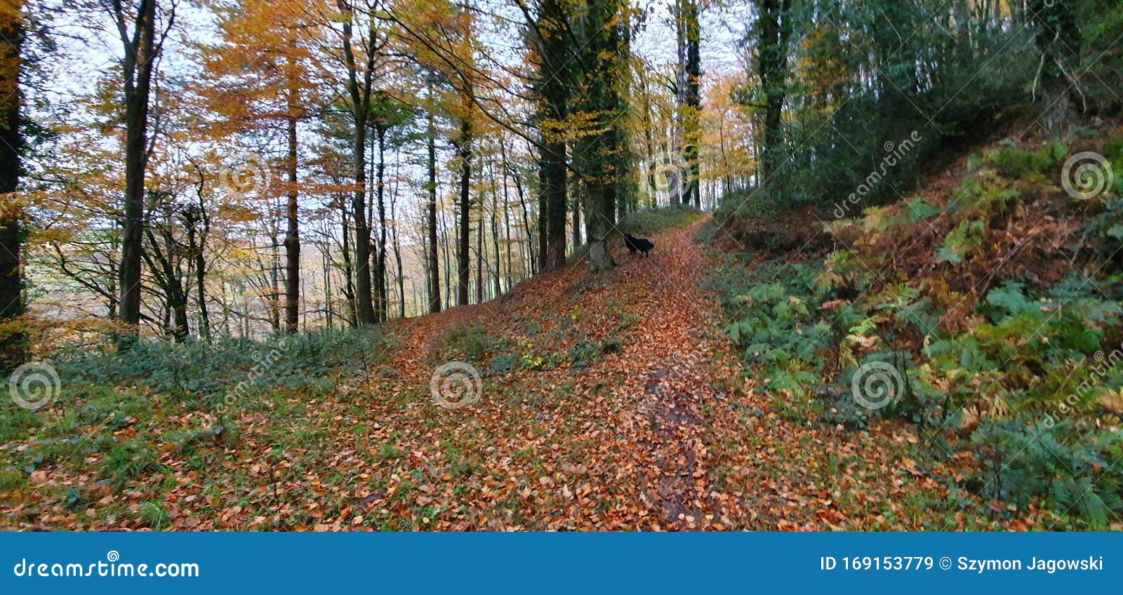 Lost in forest stock image. Image of wood, nature, tree - 169153779