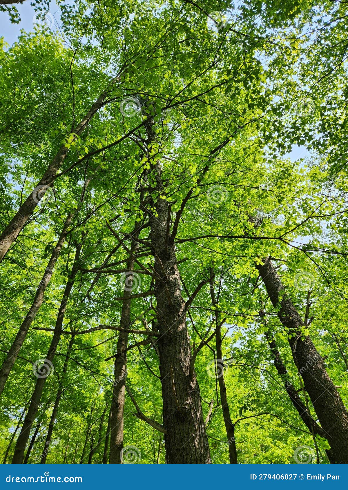 Lost in the Forest stock image. Image of deciduous, nature - 279406027