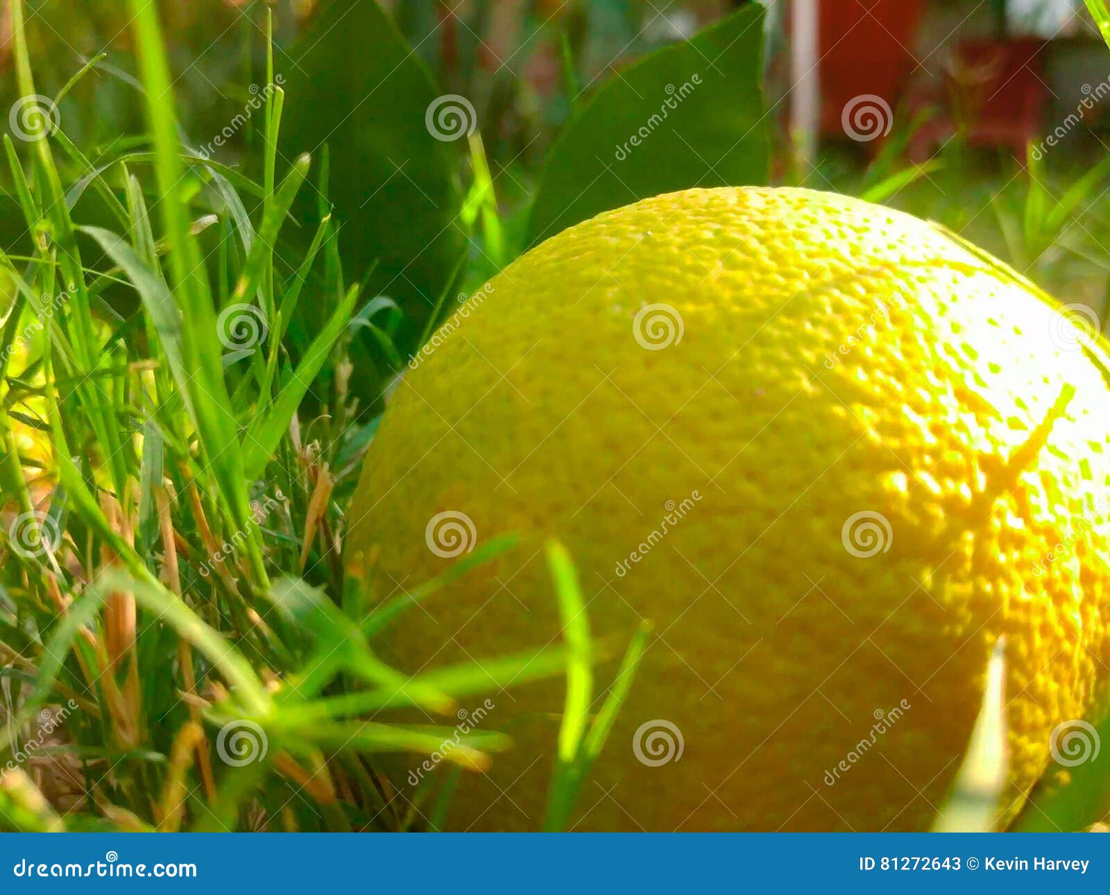 Lost fruit stock image. Image of tree, fruit, orchard - 81272643