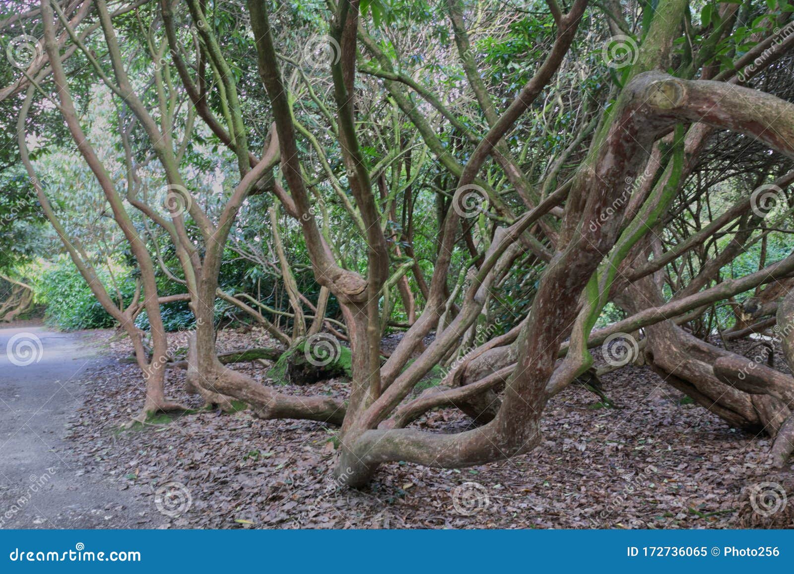 Lost Gardens of Heligan Cornwall Stock Image - Image of heritage ...