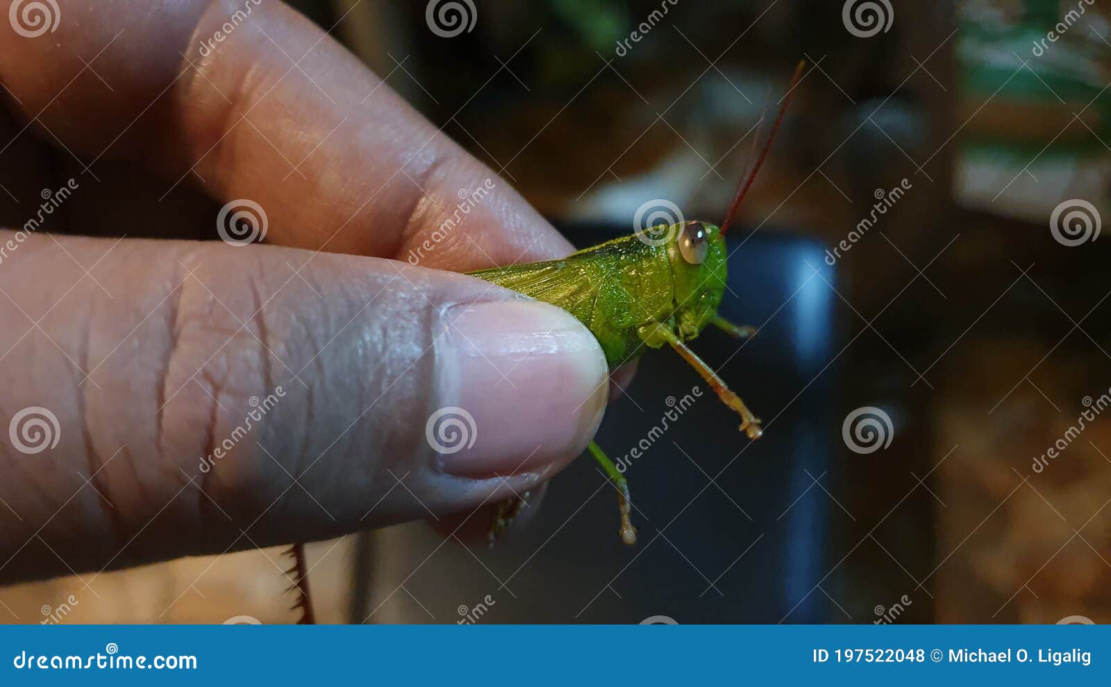 Lost Green Grasshopper Caught at Night Stock Photo - Image of lost ...