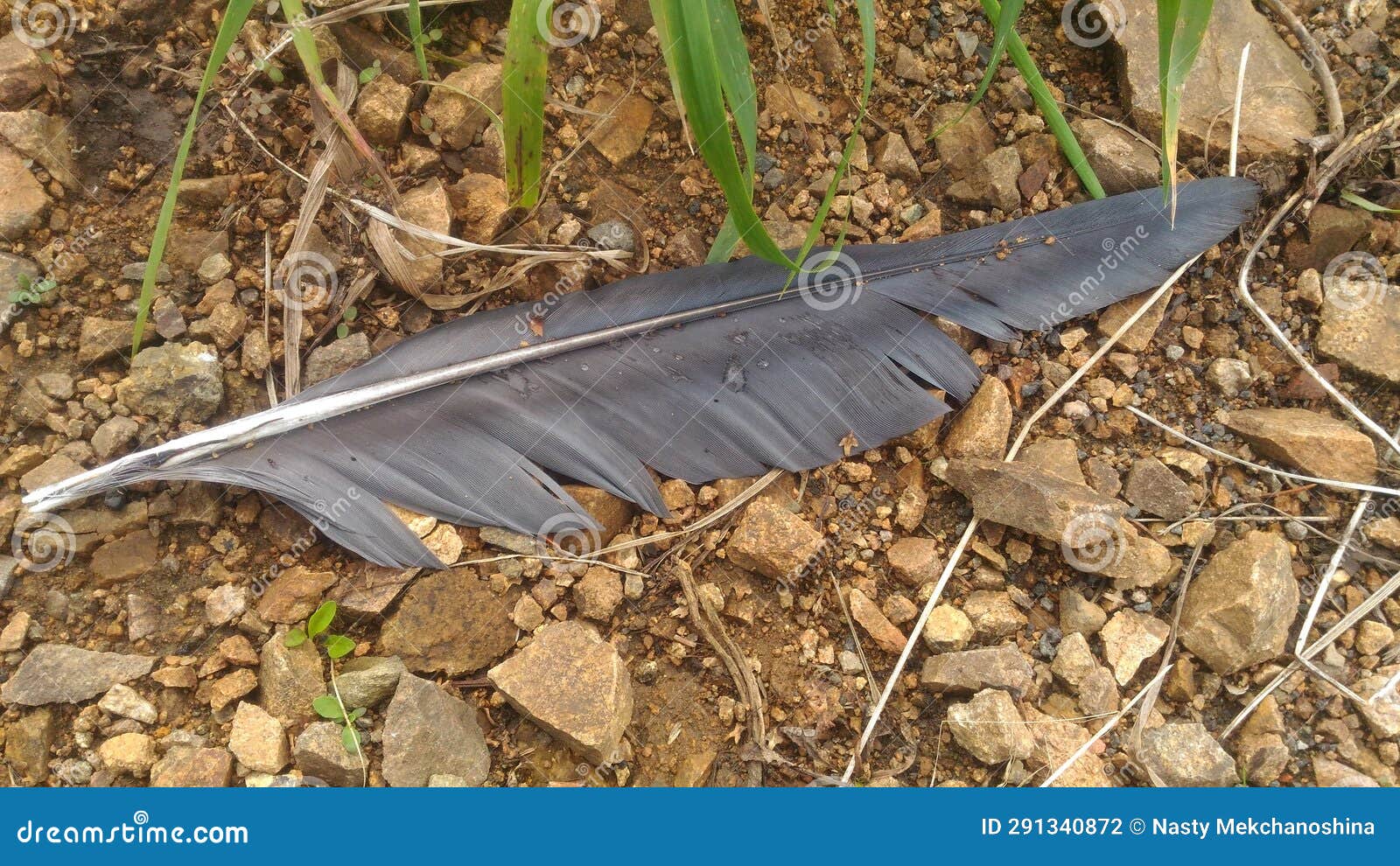 The Lost Grey Feather stock photo. Image of animal, invertebrate ...