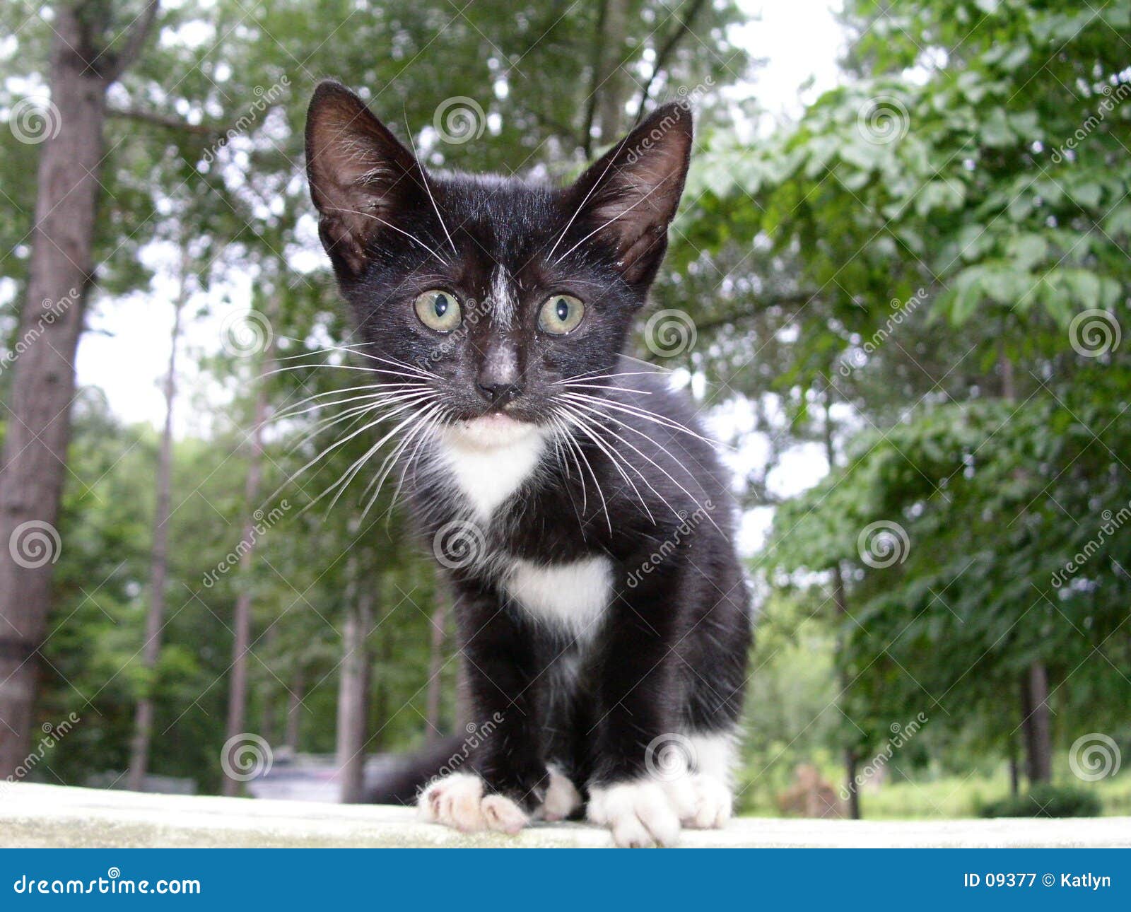 Lost Kitten stock image. Image of pets, starve, green, lonesome - 9377