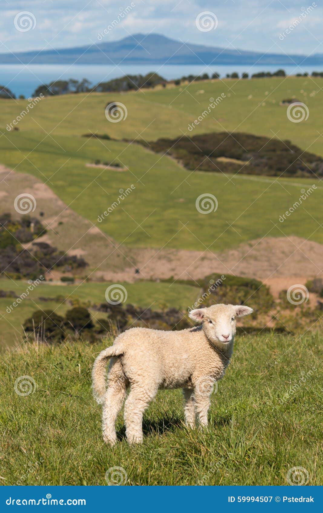 Lost lamb looking back stock image. Image of countryside - 59994507