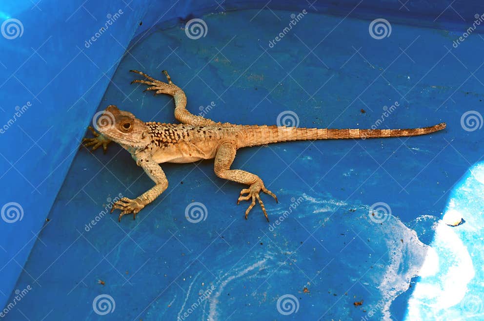 Lost lizard stock photo. Image of pool, beauty, wild - 41330154