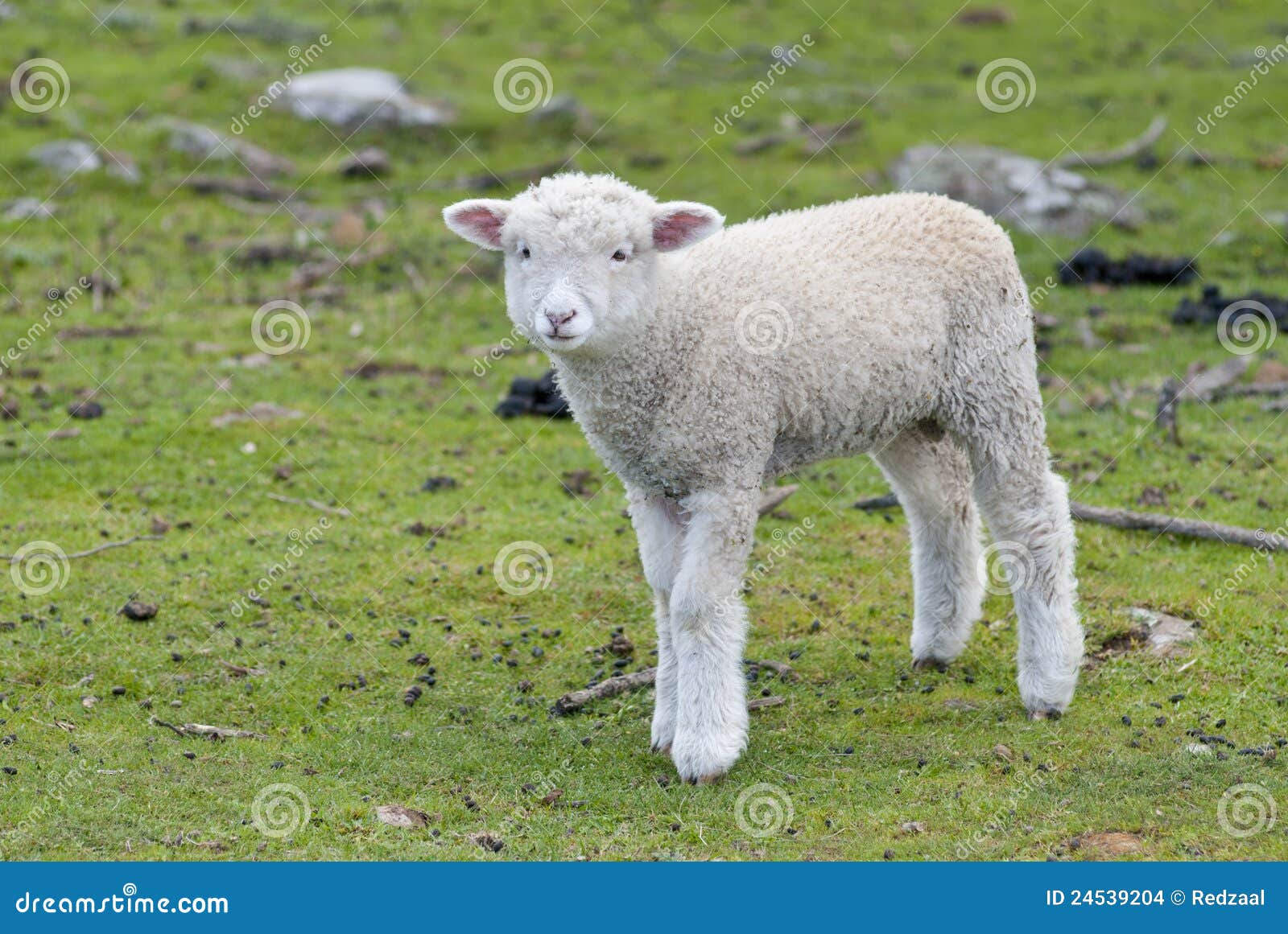 Lost and lonely lamb stock photo. Image of purity, countryside - 24539204