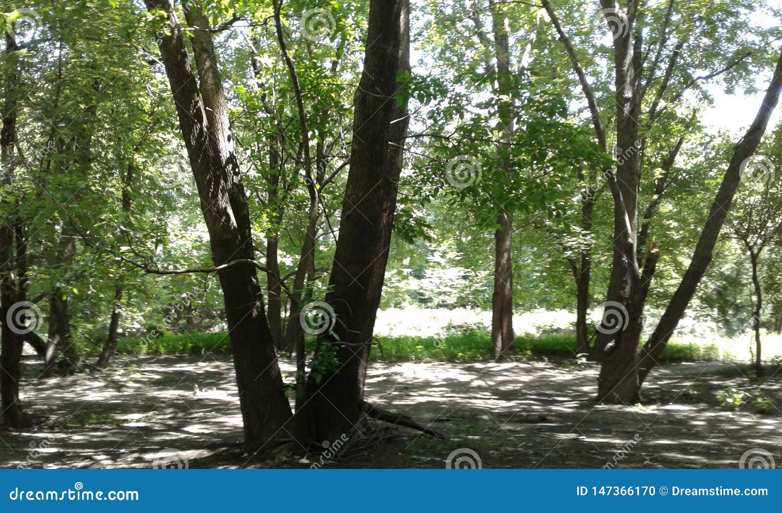 Lost in nature stock photo. Image of trails, trees, lost - 147366170