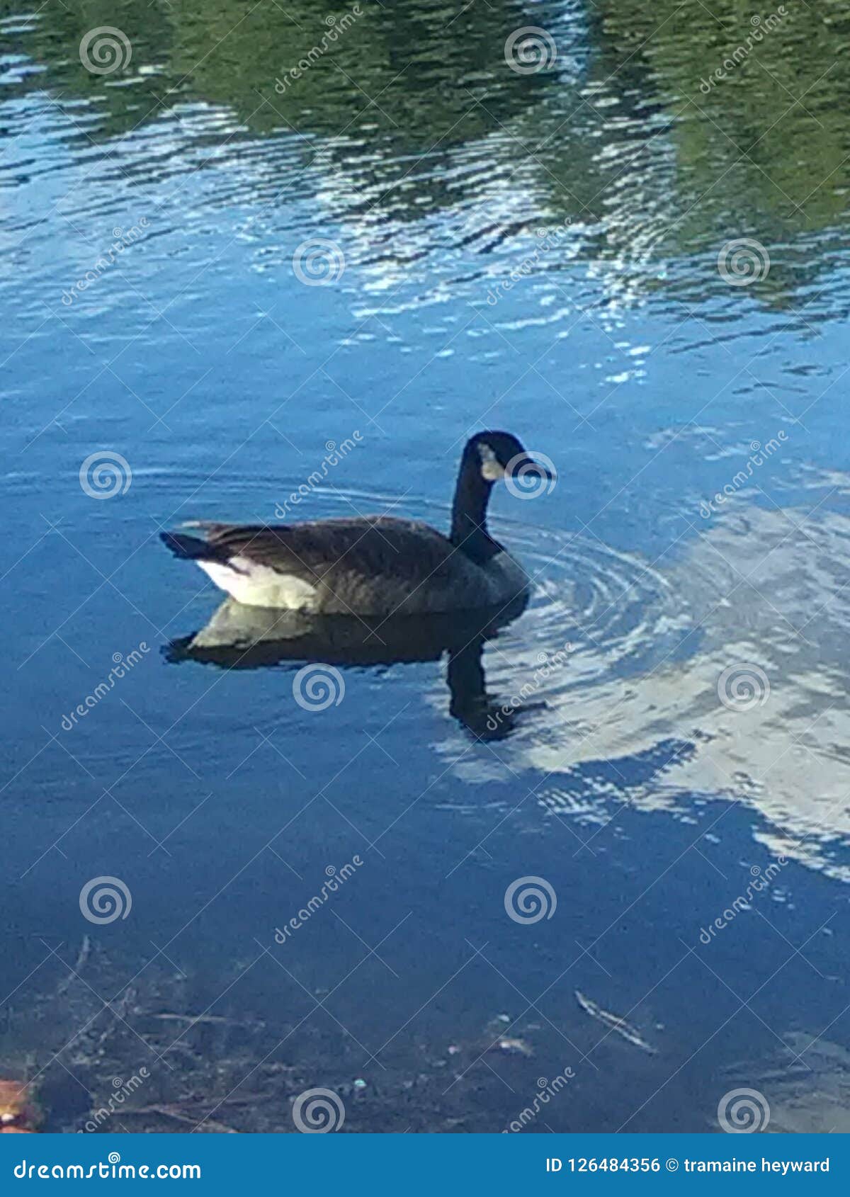 Lost stock photo. Image of duck, lost, little - 126484356