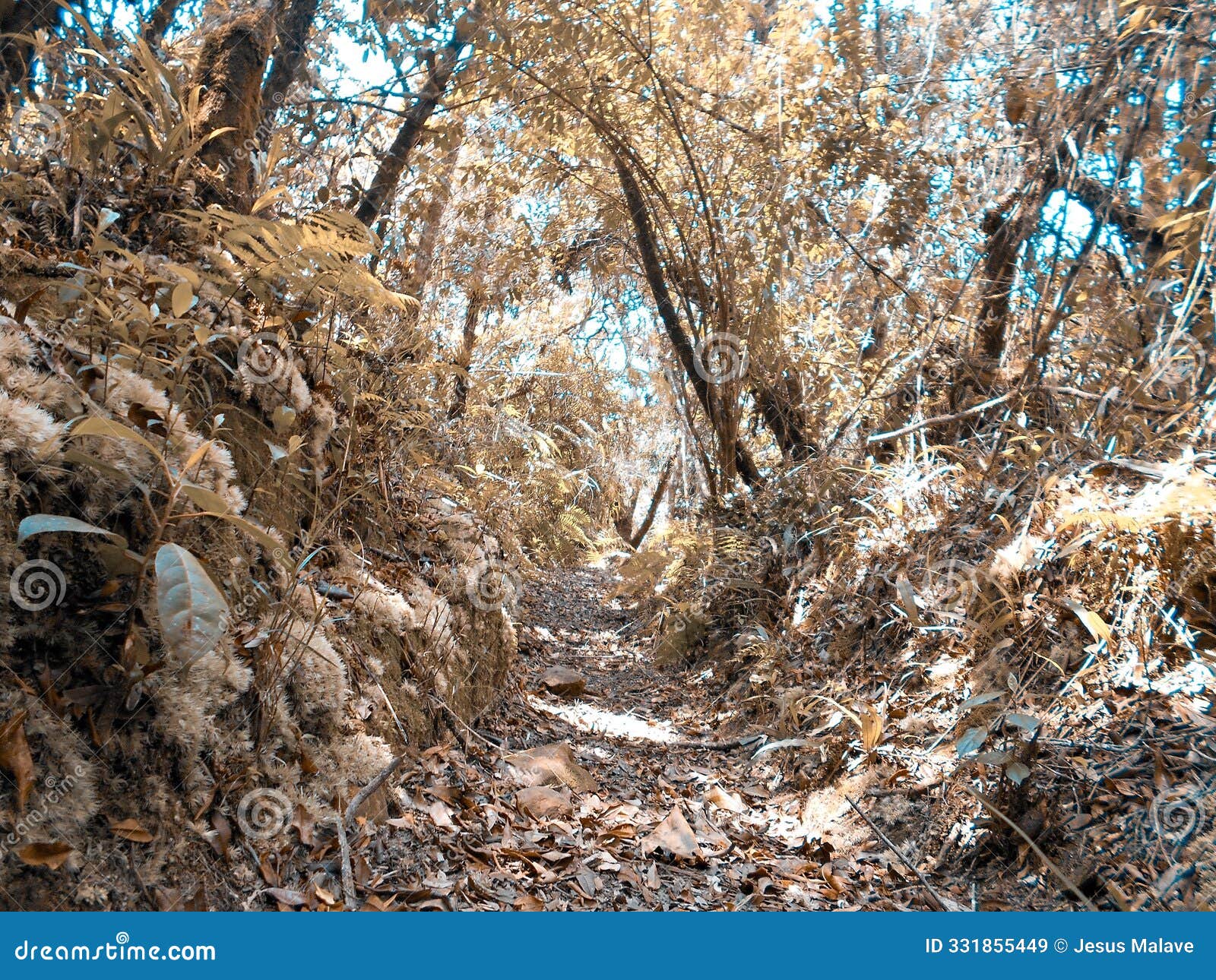 Lost path in the forest 1 stock image. Image of area - 331855449