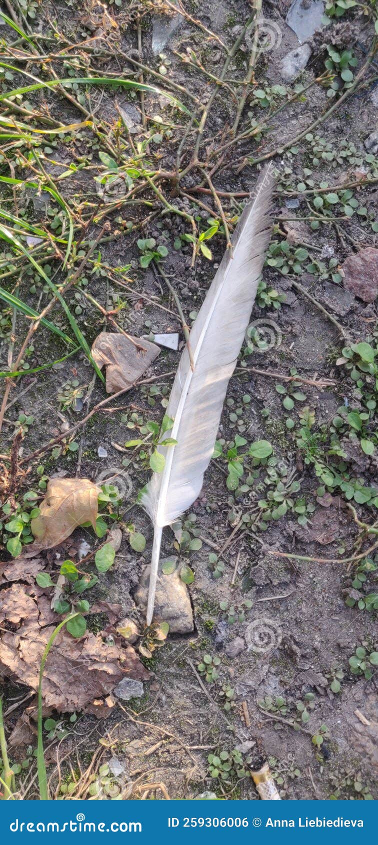 Lost pigeon feather stock photo. Image of trash, ground - 259306006