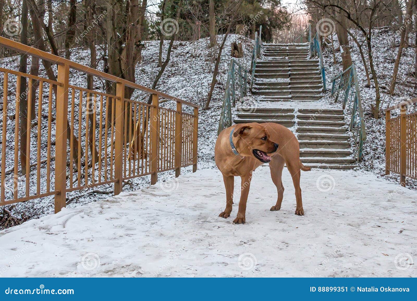 Lost pitiful dog stock image. Image of outdoors, mouth - 88899351