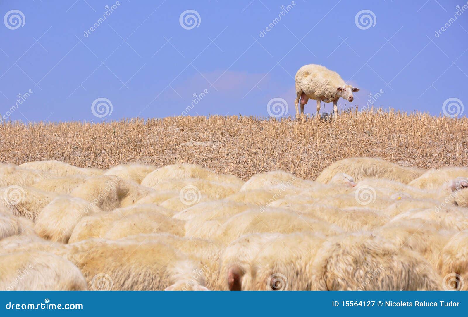 Lost sheep stock image. Image of countryside, horizontal - 15564127