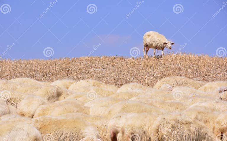 Lost sheep stock image. Image of countryside, horizontal - 15564127