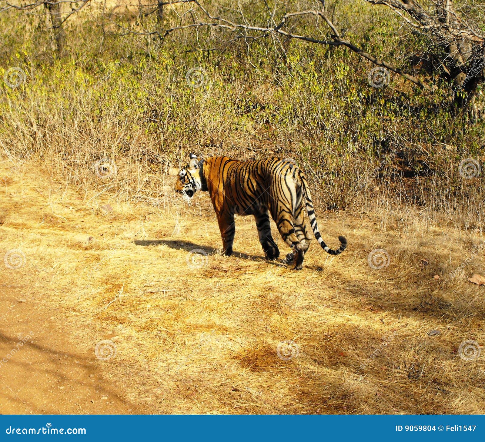 The Lost Tiger stock photo. Image of rathambore, side - 9059804