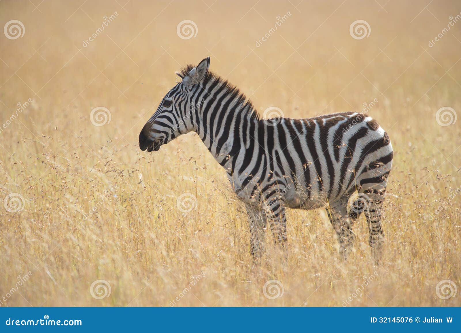Lost Zebra stock photo. Image of wandering, wild, african - 32145076