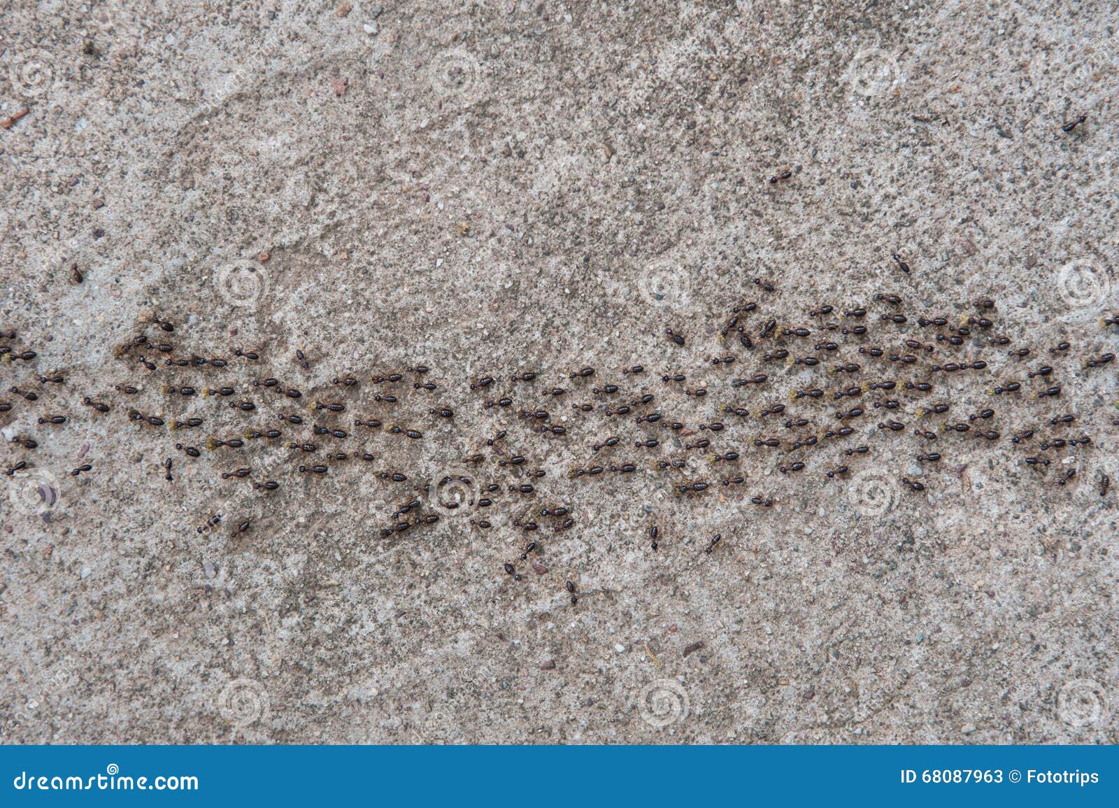 A Lot of Ants Traveling in a Row on the Cement Stock Image - Image of ...