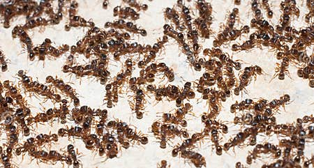 Lot of ants on a wall stock image. Image of cooperation - 9788095