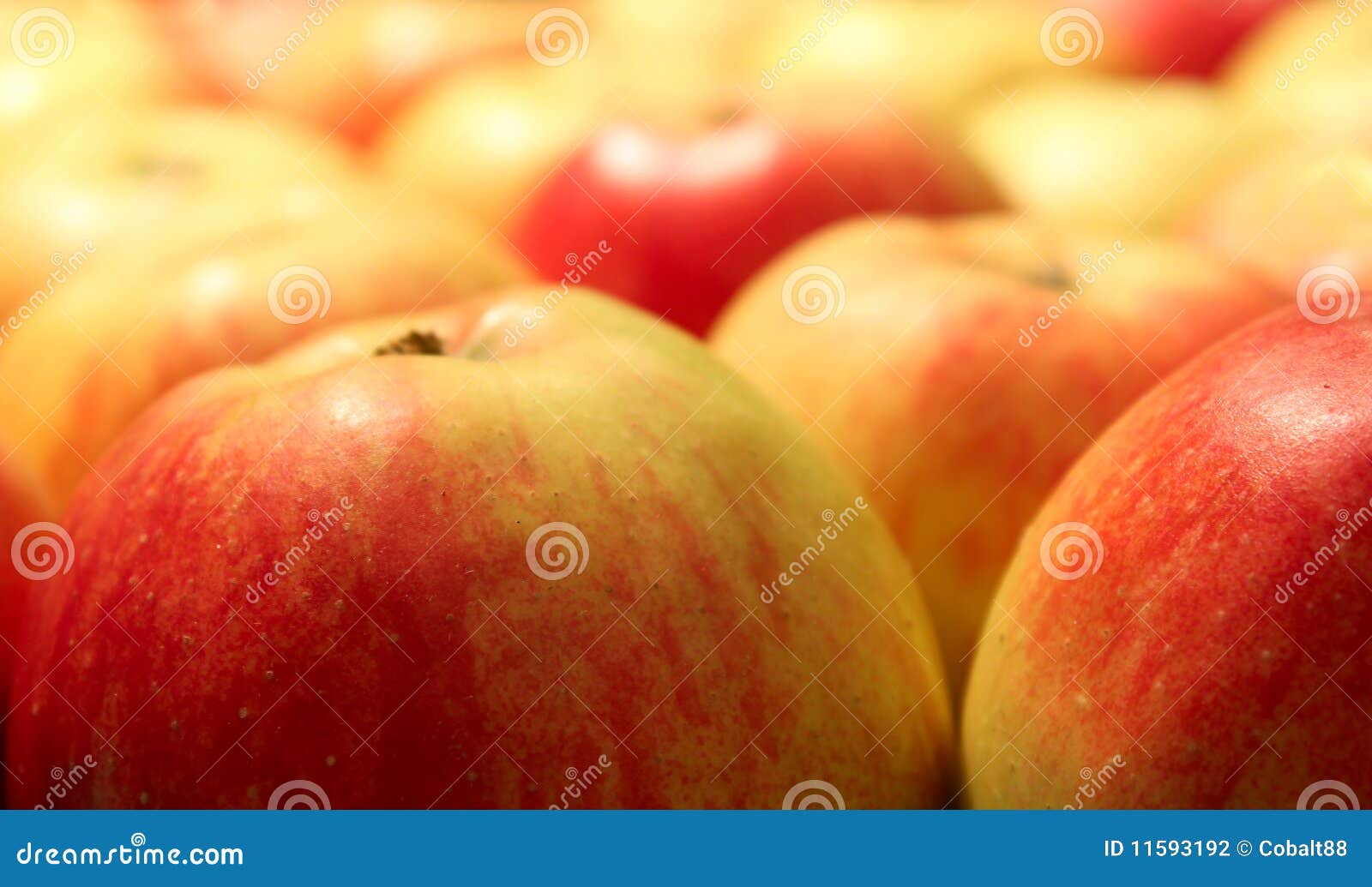 A lot of apples stock photo. Image of green, fruit, fruits - 11593192