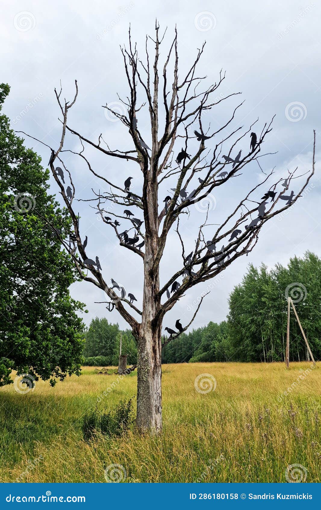 A Lot of Artificial Crows in a Dead Tree Stock Photo - Image of nature ...