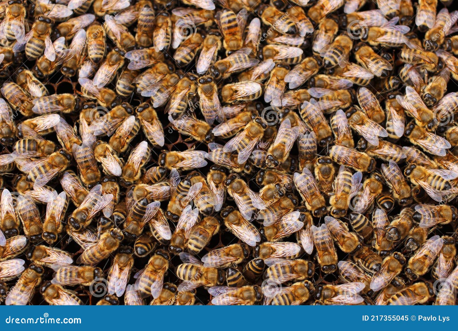A Lot of Bees Close Up Texture or Background Stock Image - Image of ...