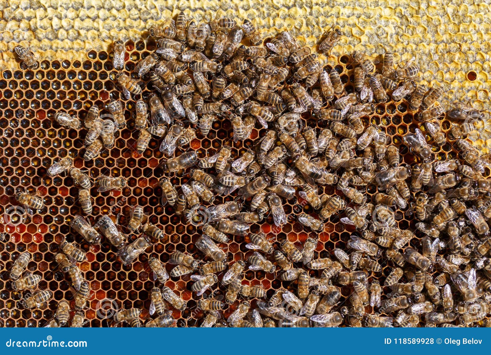 A Lot of Bees Crawl on Honeycombs, Close-up Stock Photo - Image of ...