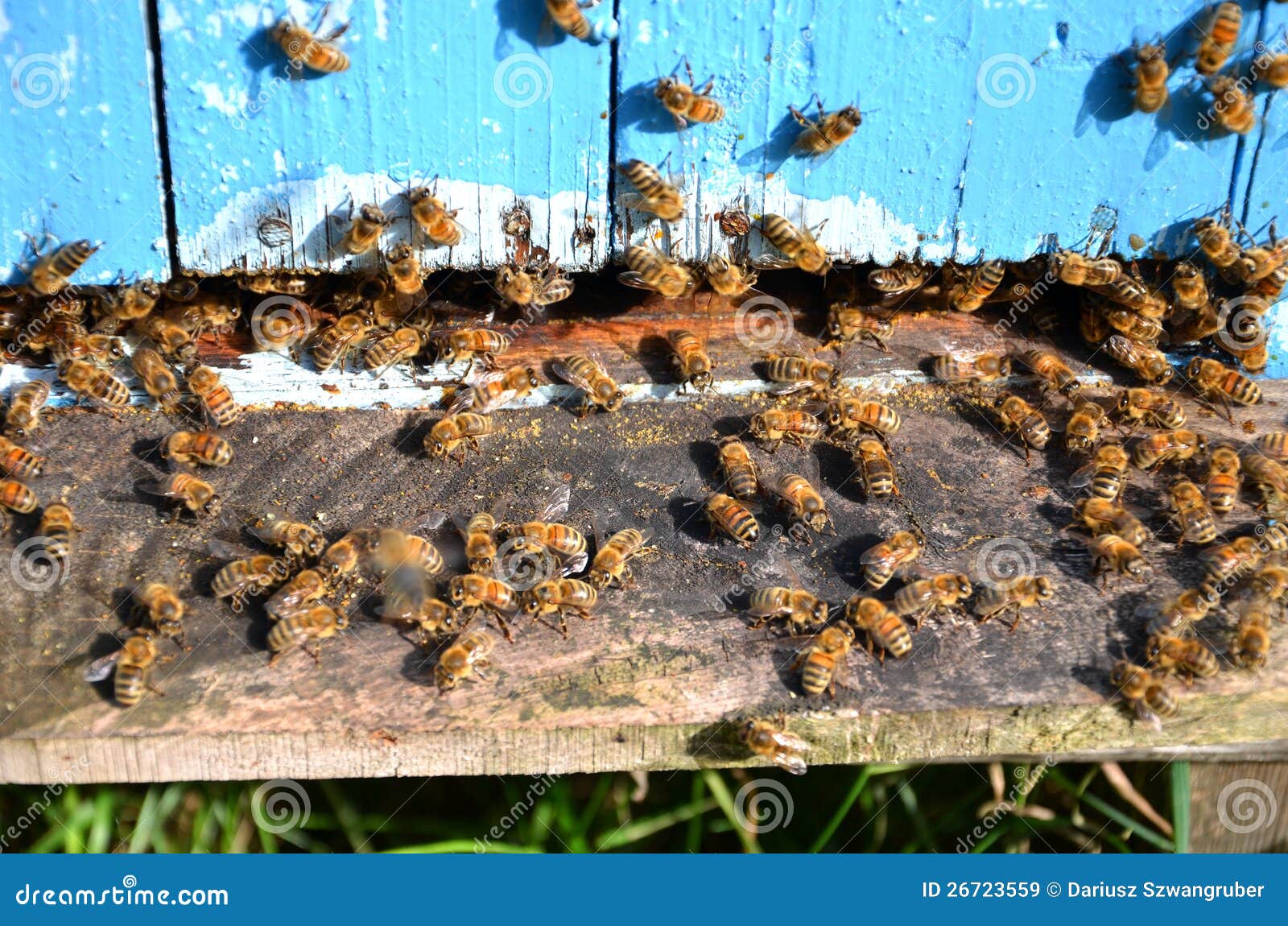 A Lot of Bees Entering a Beehive Stock Image - Image of flowers, drone ...