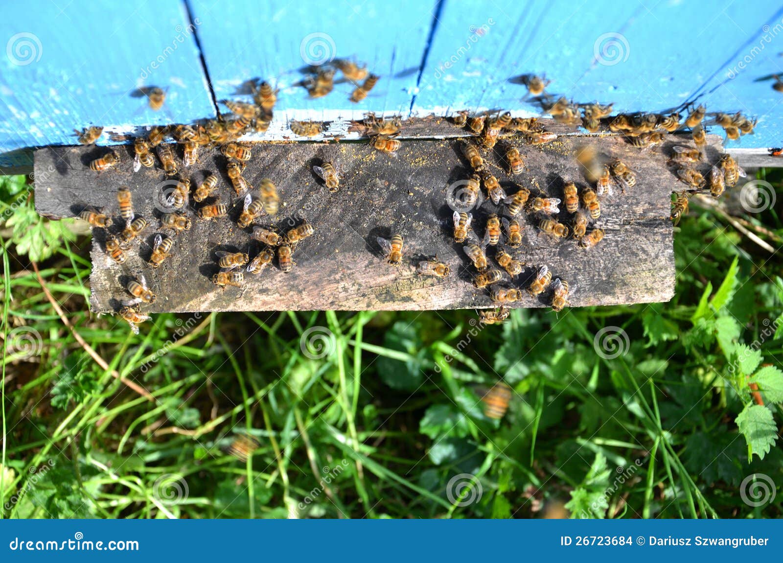 A Lot of Bees Entering a Beehive Stock Photo - Image of branch, cell ...