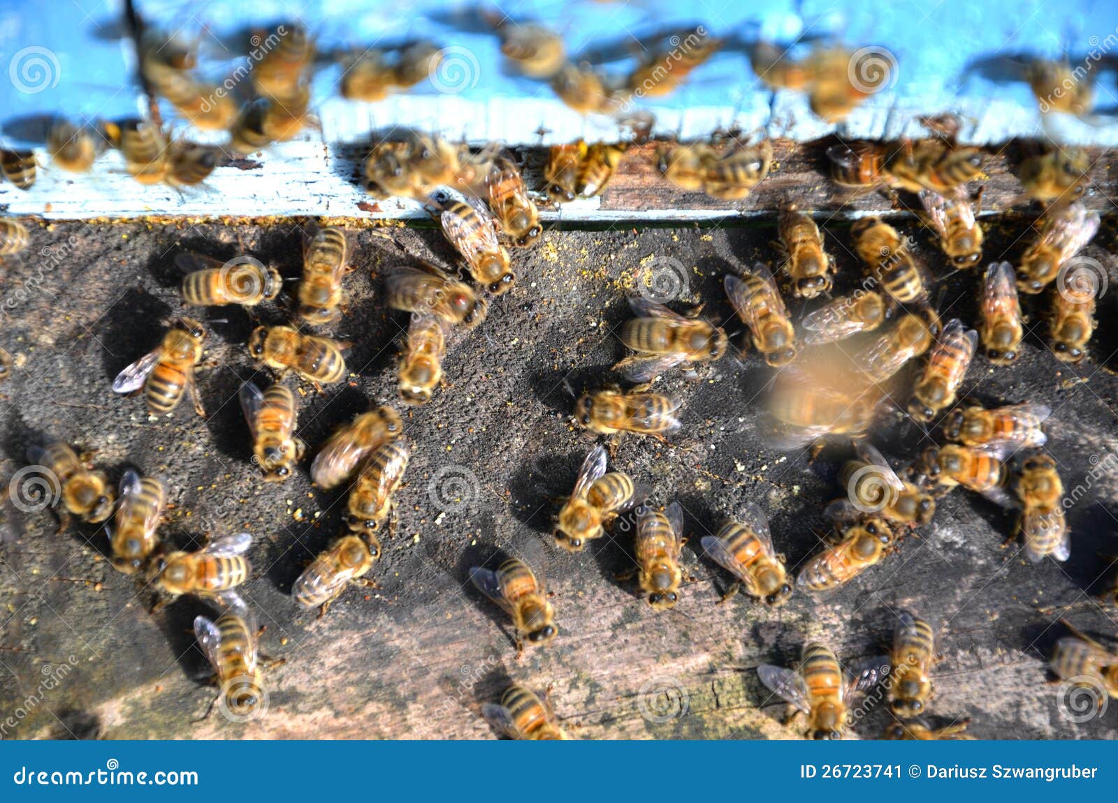 A Lot of Bees Entering a Beehive Stock Image - Image of cluster, animal ...