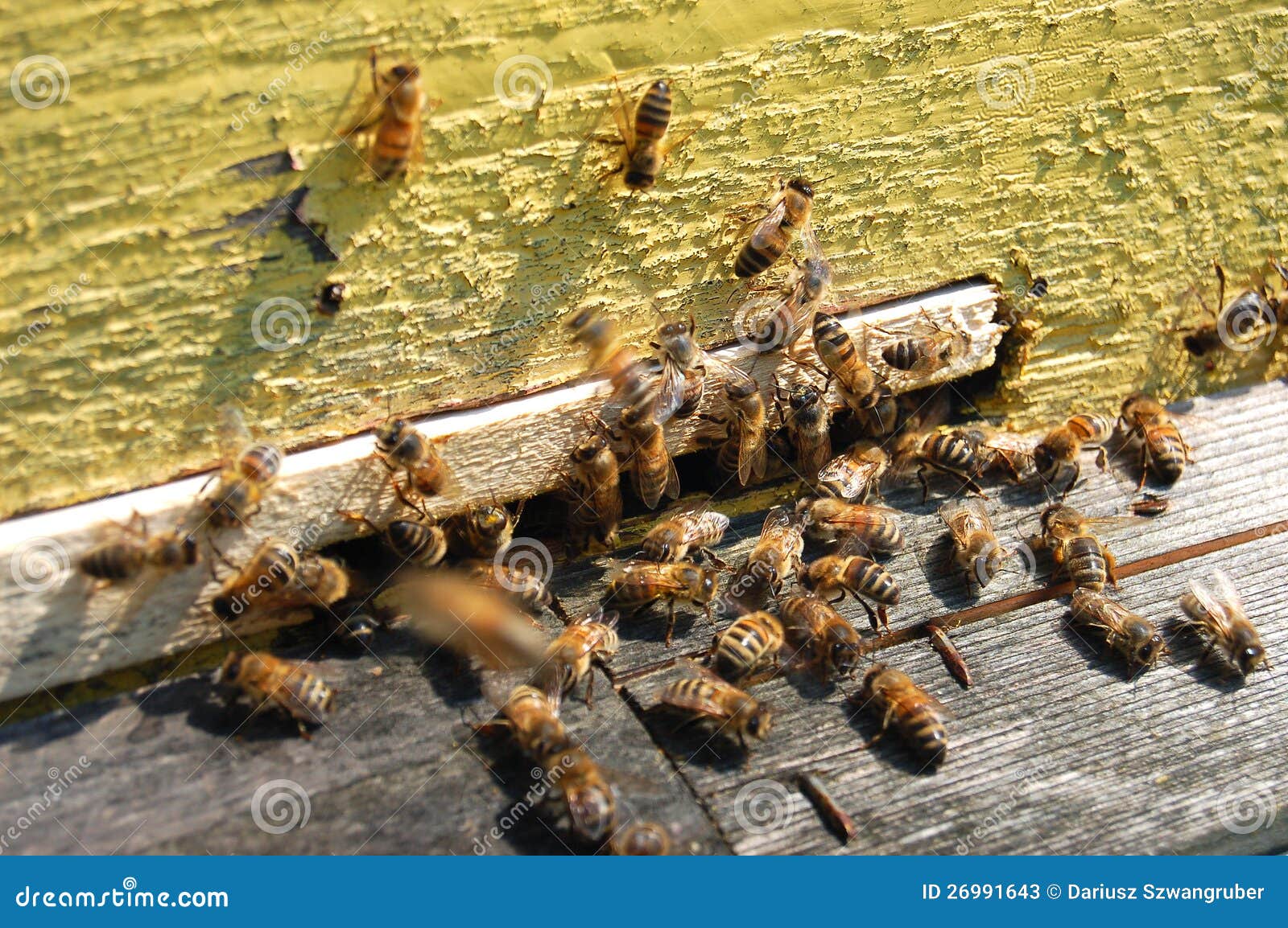 A Lot of Bees Entering a Beehive Stock Image - Image of animal, bush ...