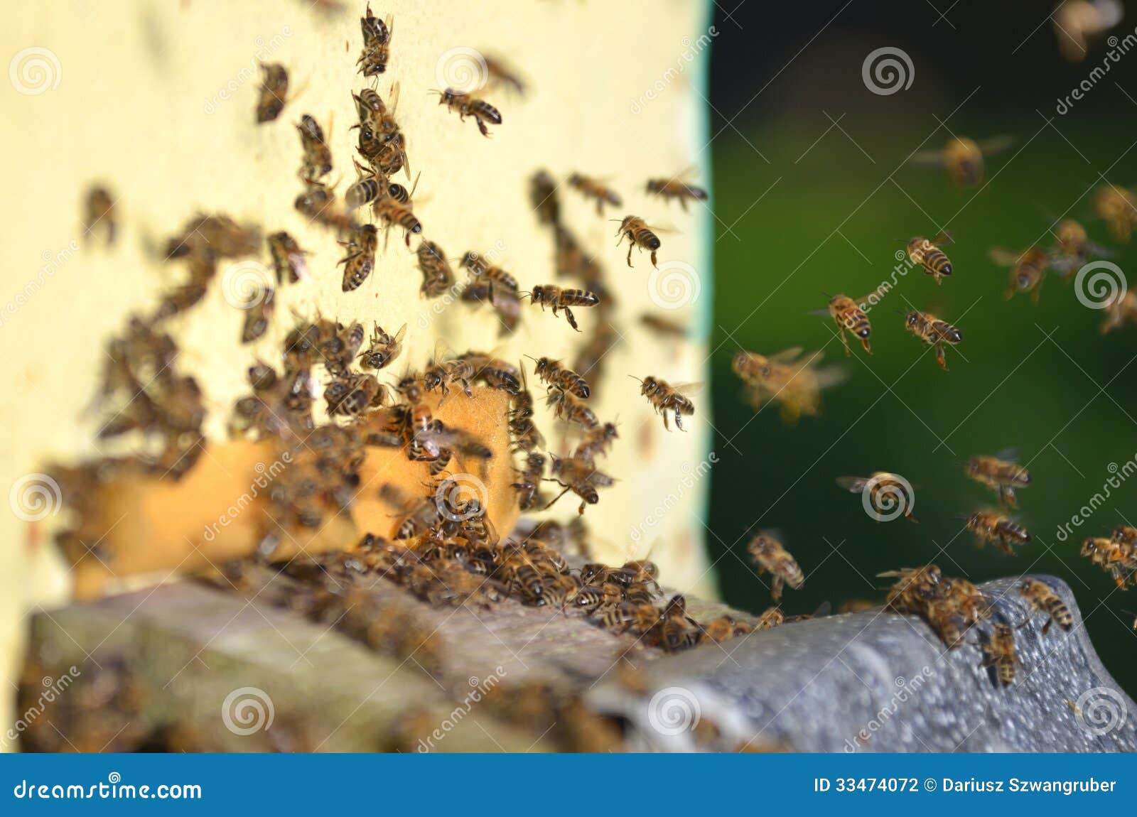 A Lot of Bees Entering a Beehive Stock Photo - Image of drone, animal ...