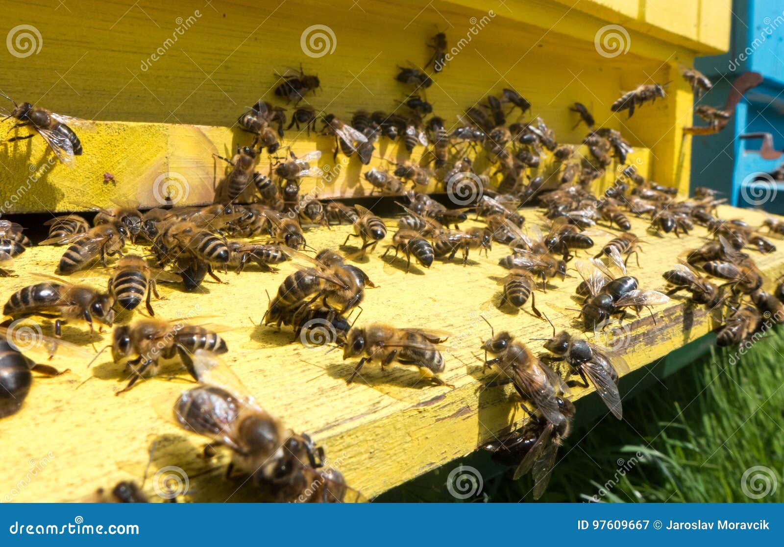 Bees in beehive stock image. Image of macro, detail, beehive - 97609667