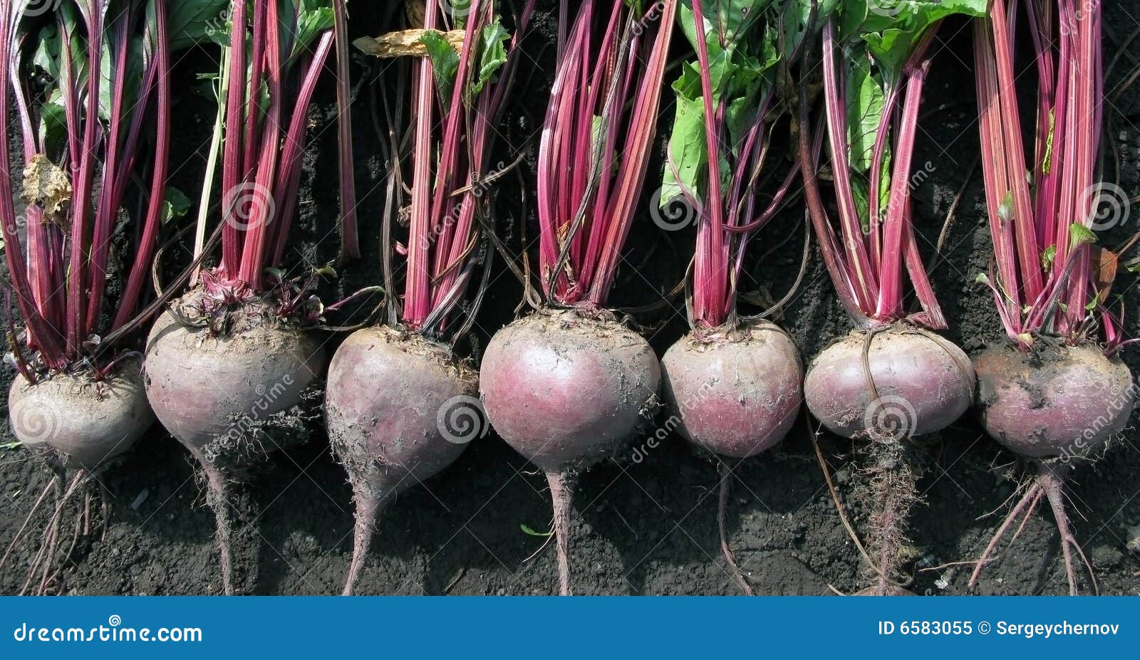 Structure Of Beet Root Under A Microscope Stock Image | CartoonDealer ...