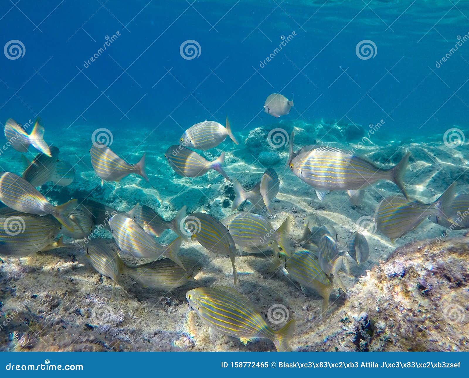 Lot of of Big Fish Swim Near the Diver and the Seabed Stock Image ...