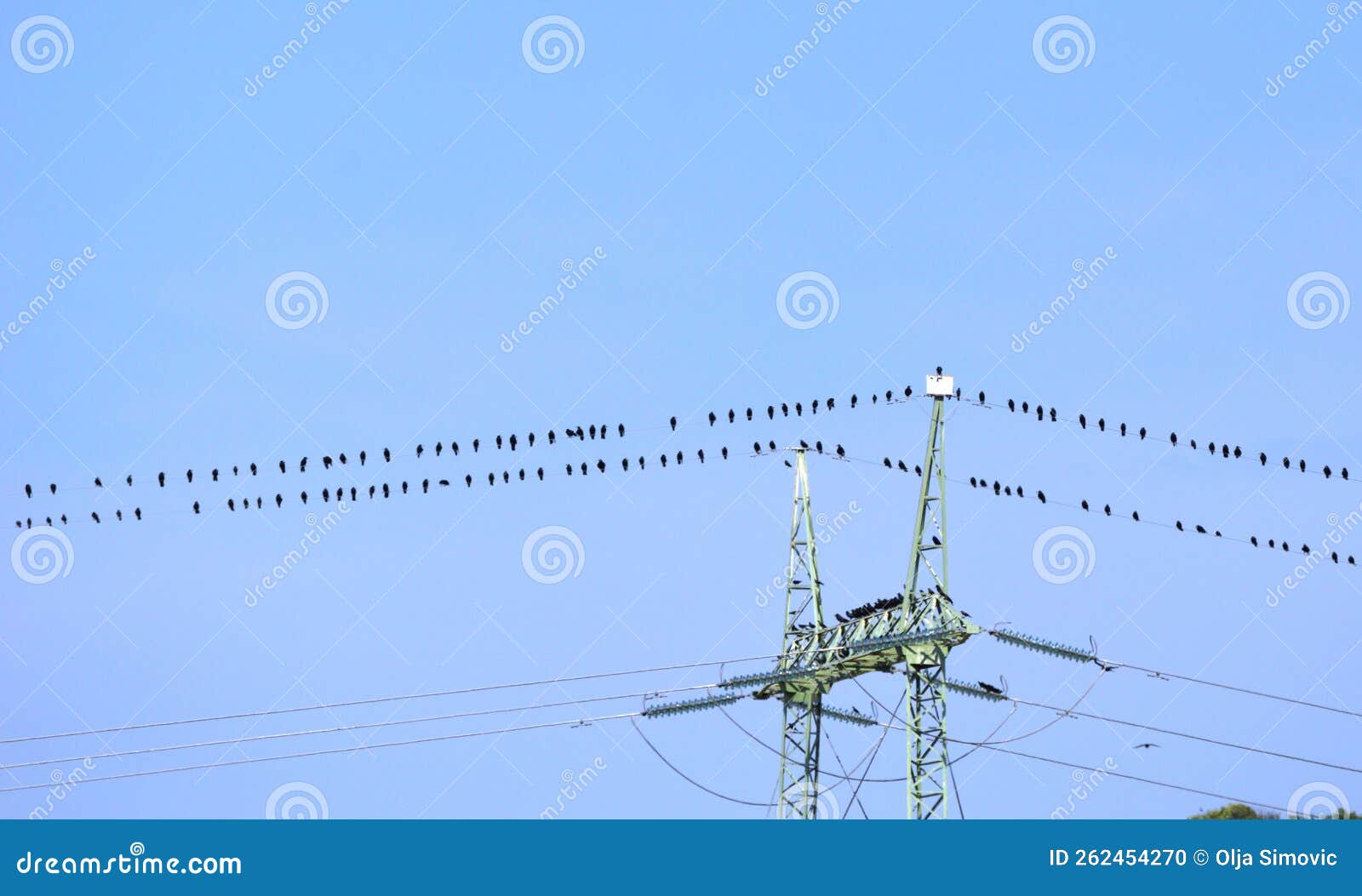 Lot of Birds on the Wire of the Electric Pole Stock Photo - Image of ...