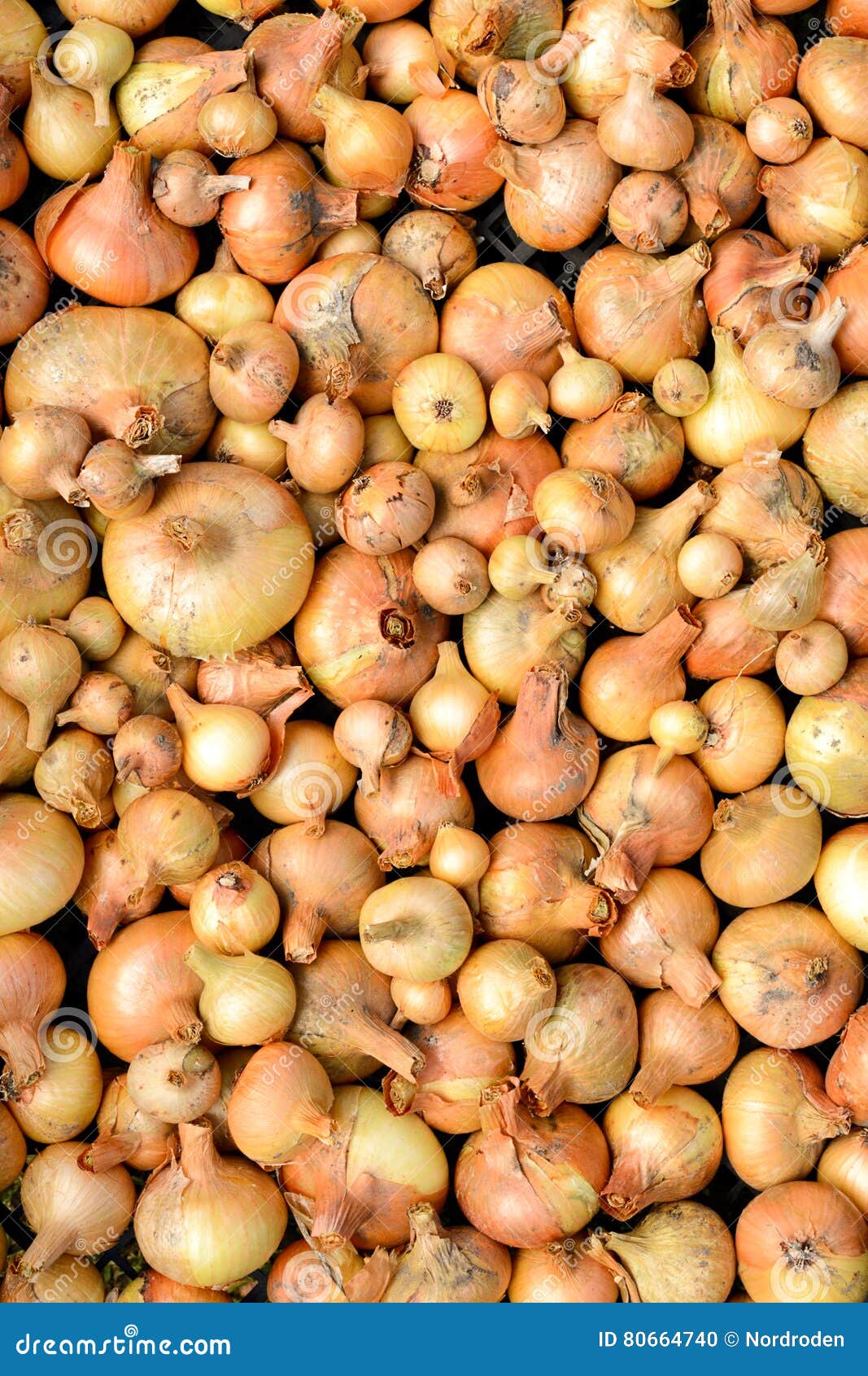 Lot of Bright Beautiful Bulb Onions. Stock Photo - Image of bulb, group ...