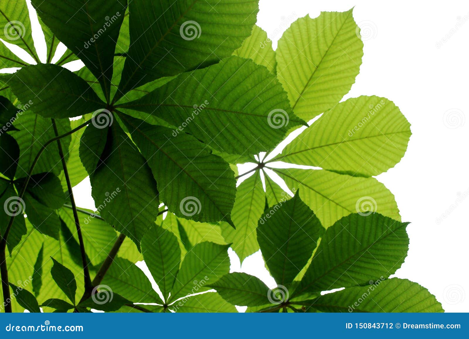 Bright Green Chestnut Leaves on a White Background Stock Photo - Image ...